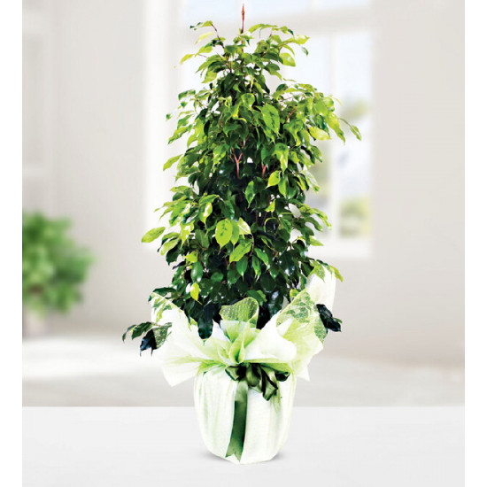 Ficus Benjamin 1.Mt